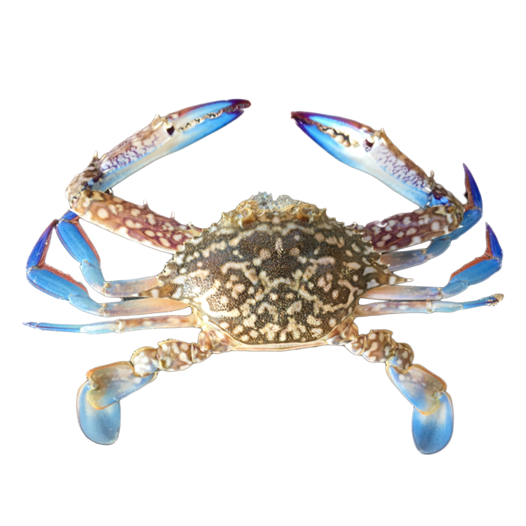 Cua King Crab